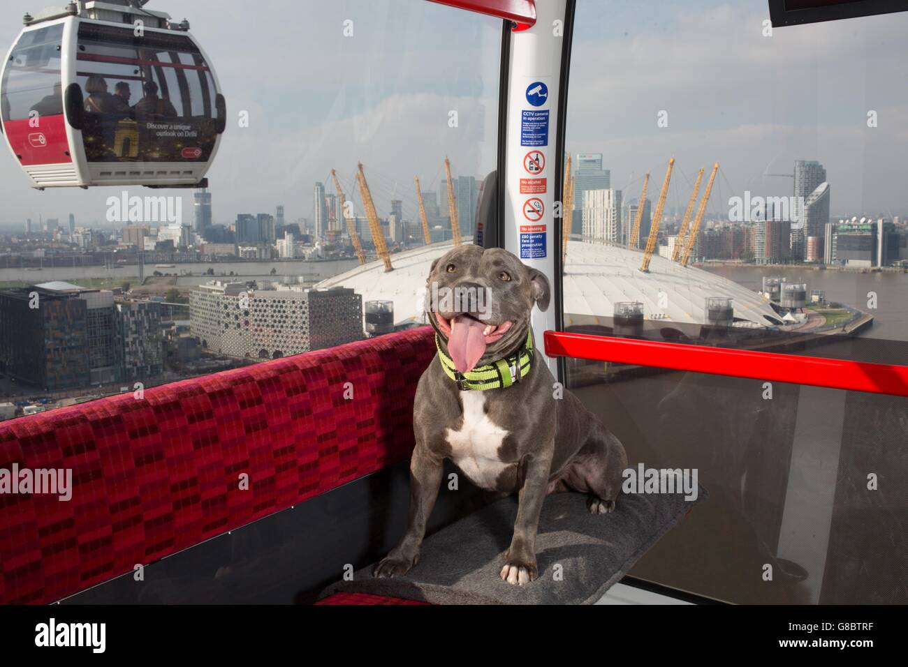 Staffordshire bull terrier in show hi-res stock photography and images ...