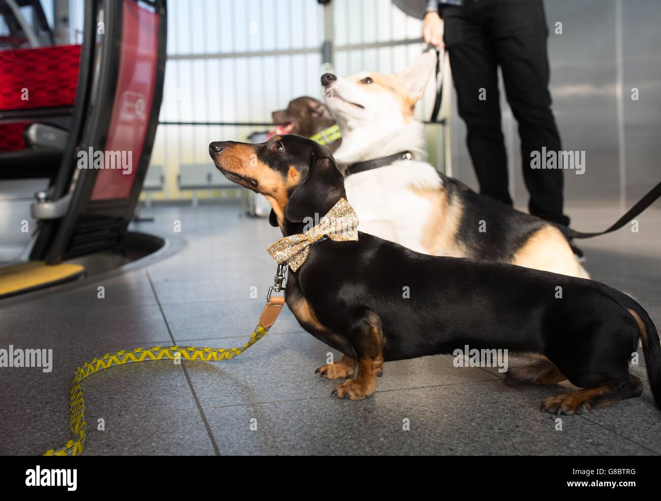 Editorial use only winny the corgi hi-res stock photography and images ...