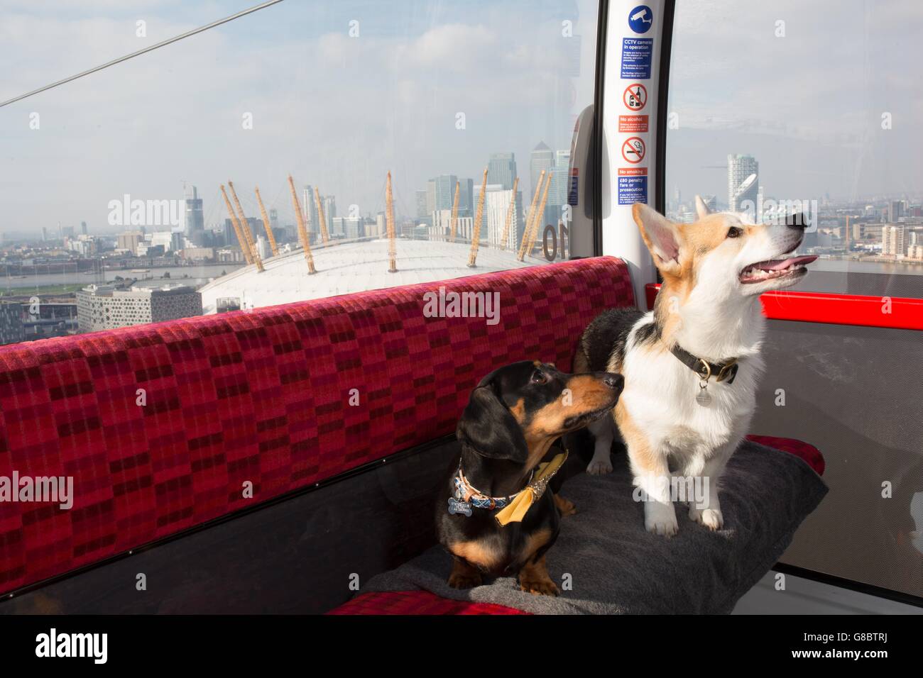 Social dogs hi-res stock photography and images - Alamy