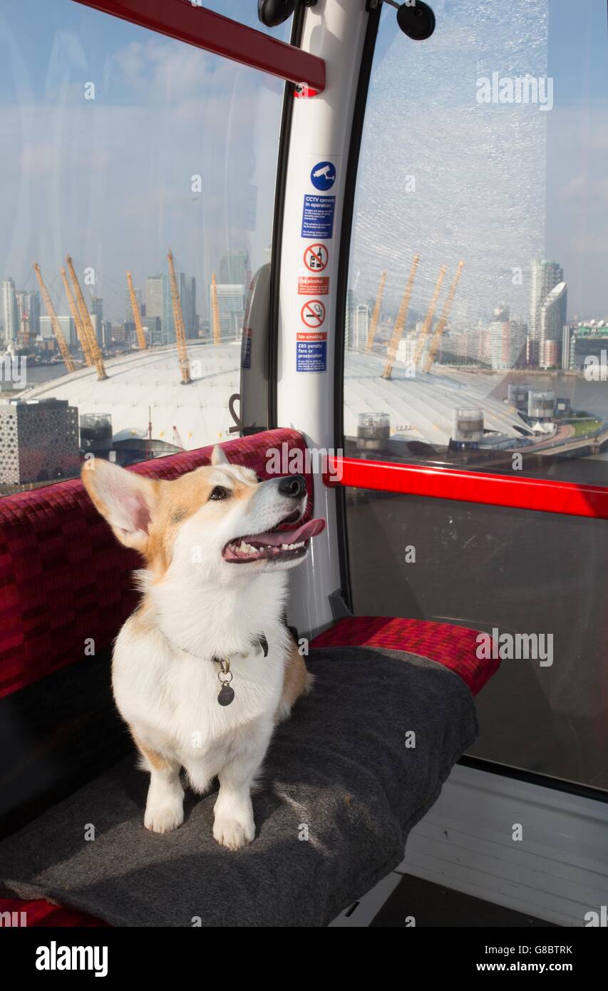 Discover Dogs show Stock Photo - Alamy