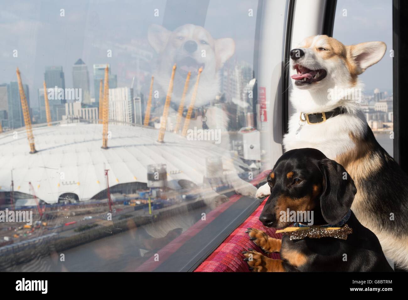 Discover Dogs show Stock Photo - Alamy