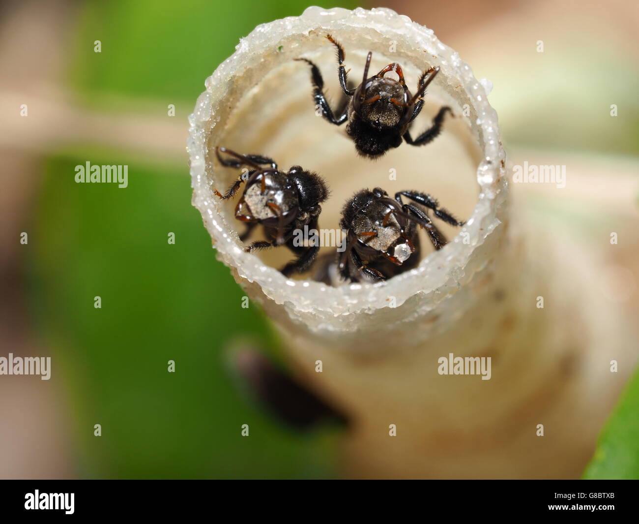 Worker insects hi-res stock photography and images - Alamy