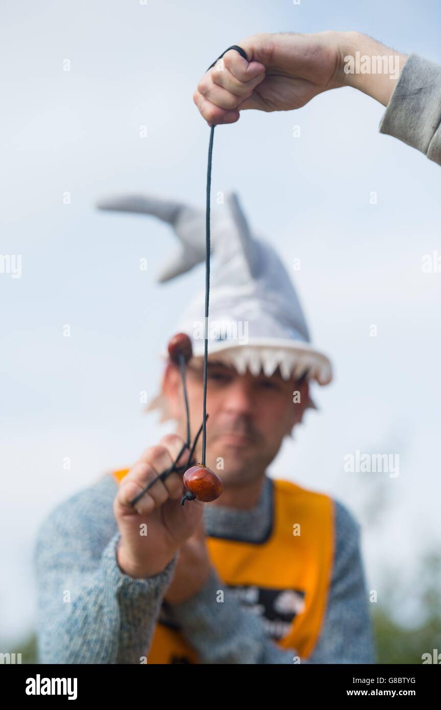 World Conker Championships 2015 Stock Photo - Alamy
