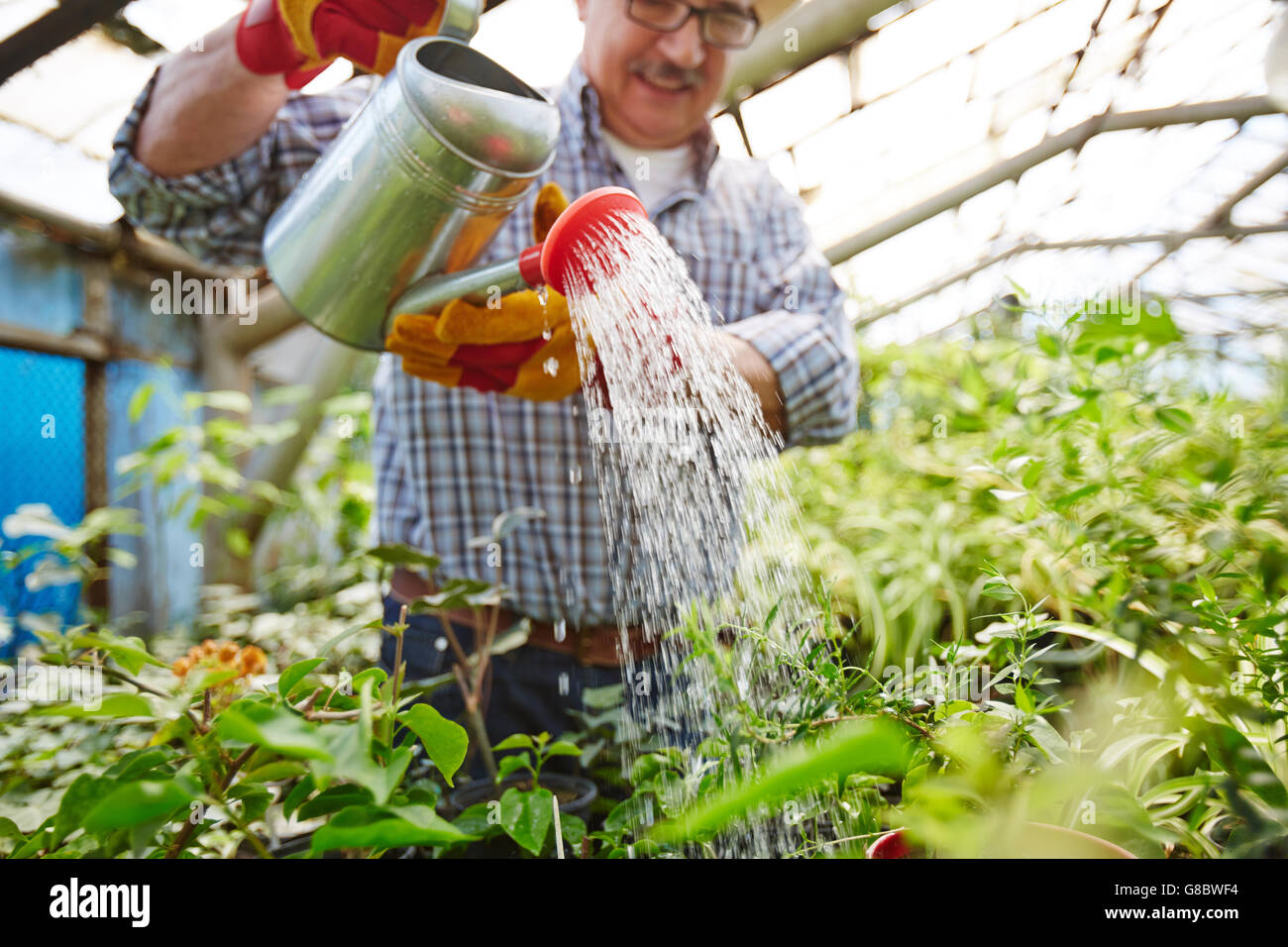 Watering small trees Stock Photo - Alamy