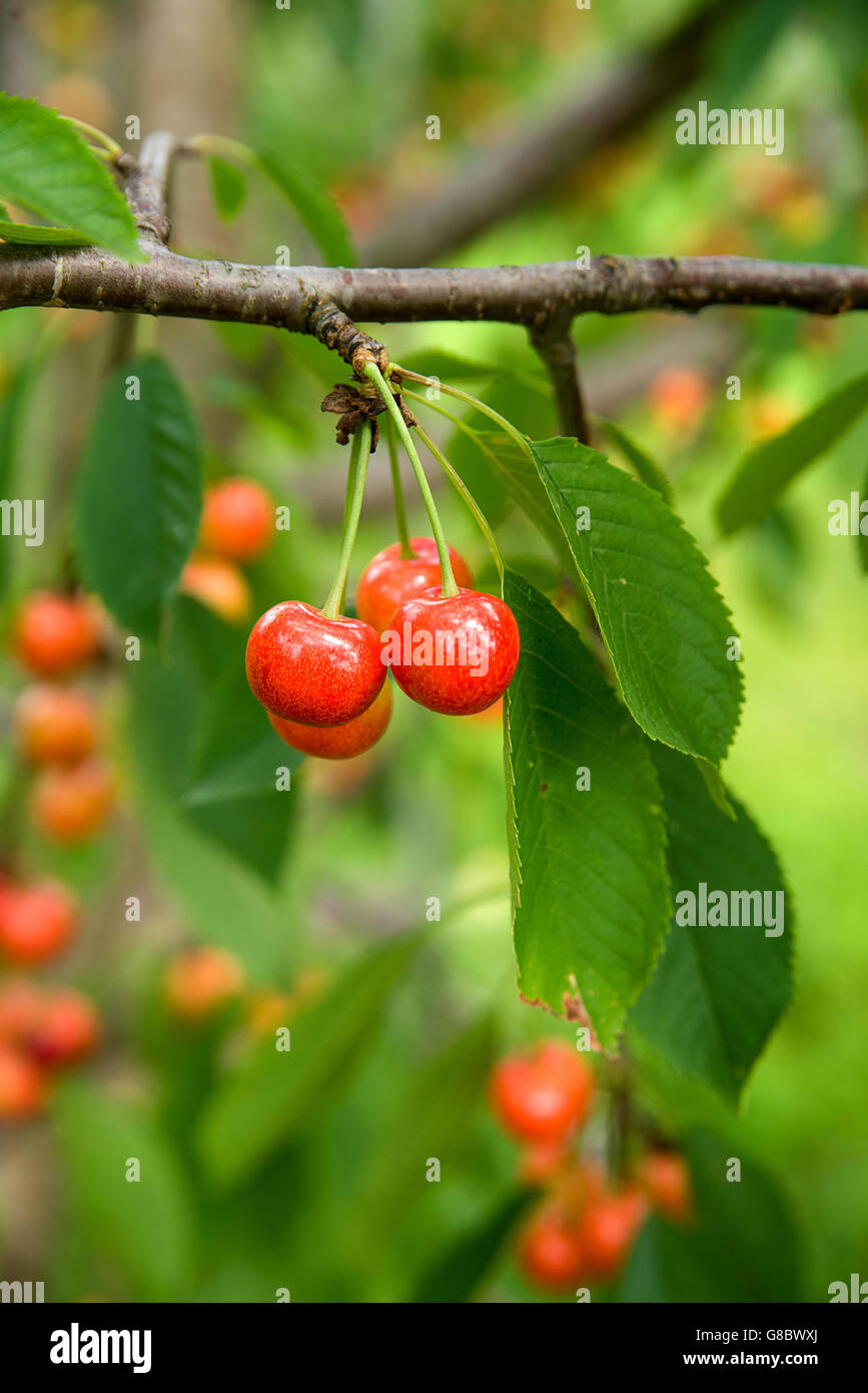Ripe cherries growing on a tree among the foliage Stock Photo - Alamy