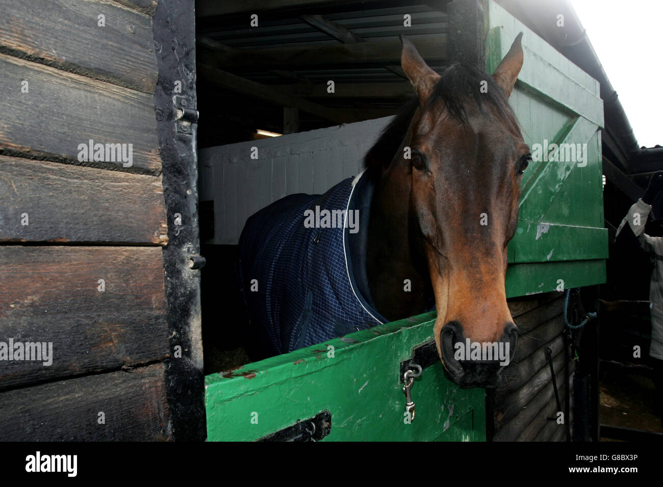 Horse racing henrietta knight stables open day west lockinge hi-res ...