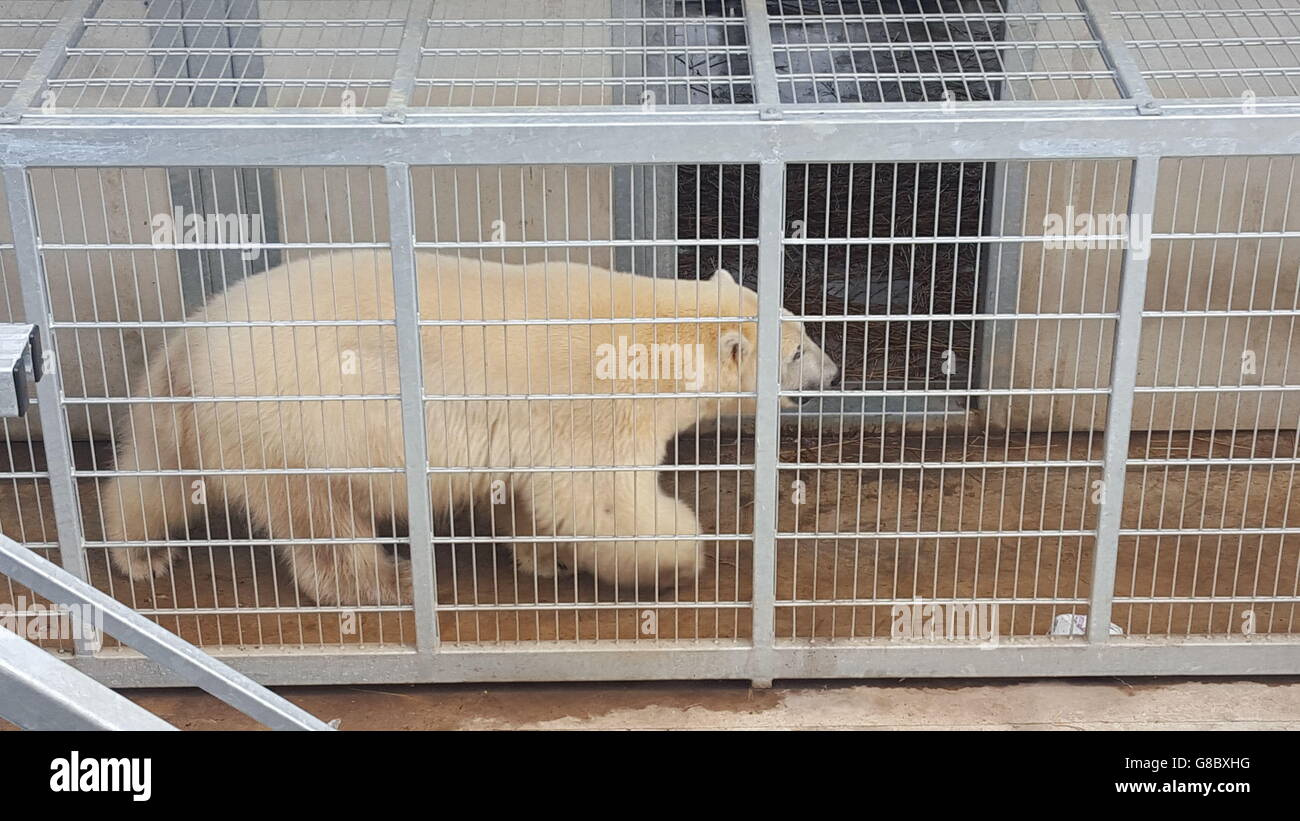 Nissan the polar bear at Yorkshire Wildlife Park in Doncaster after he ...