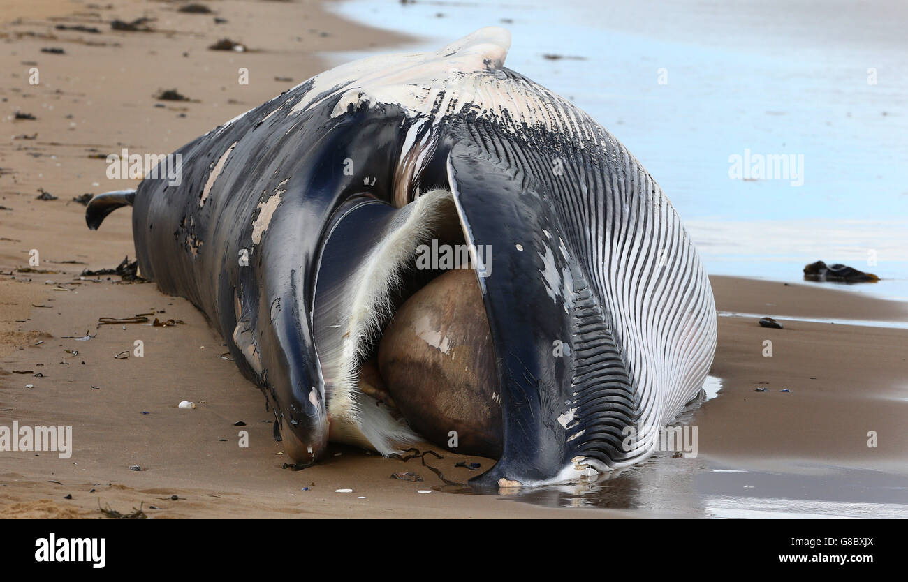 The mammal, believed to be a minke whale measuring around 36ft-long ...