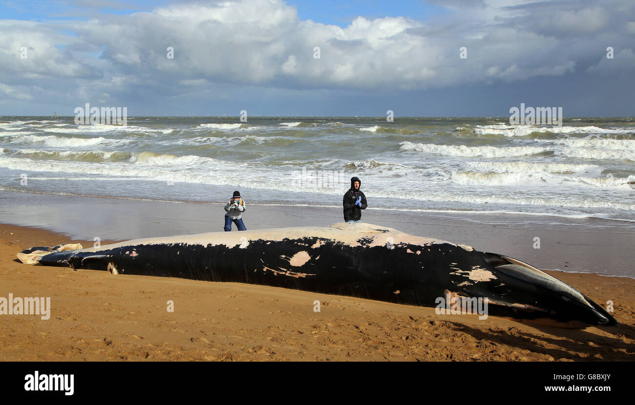Marine experts at the scene where a mammal, believed to be a minke ...