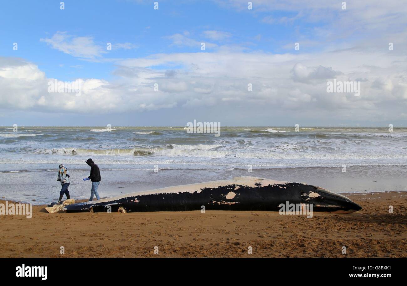 Marine experts at the scene where a mammal, believed to be a minke ...