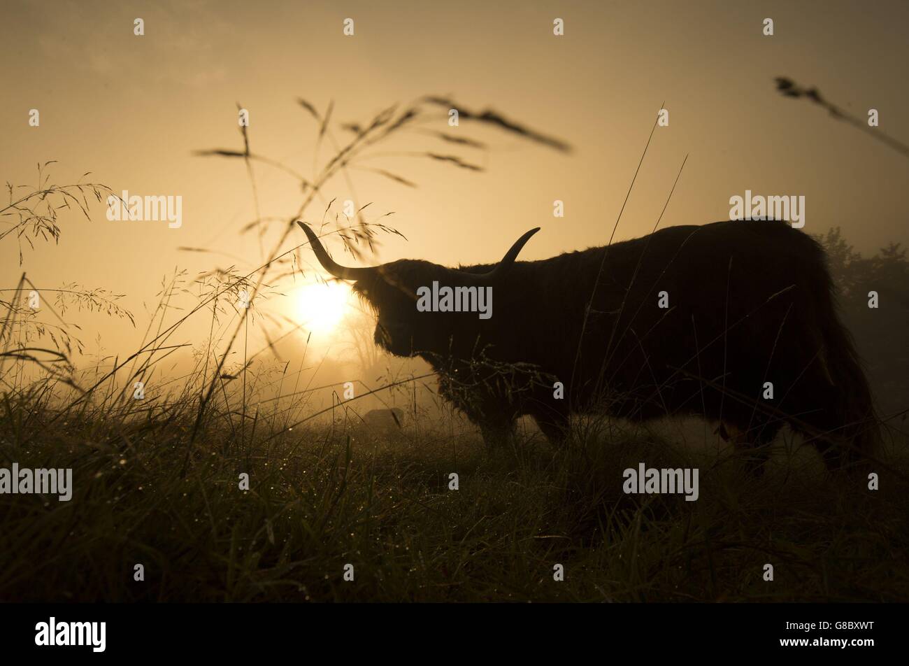 A Highland cow stands in an early morning autumn mist in Pollok Country ...