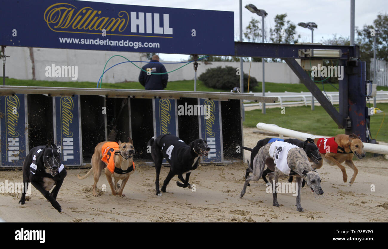 Greyhound racing sunderland greyhound stadium hi-res stock photography ...