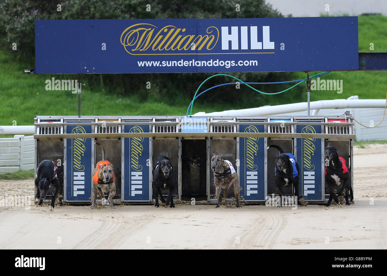 Greyhound Racing - Sunderland Greyhound Stadium Stock Photo - Alamy