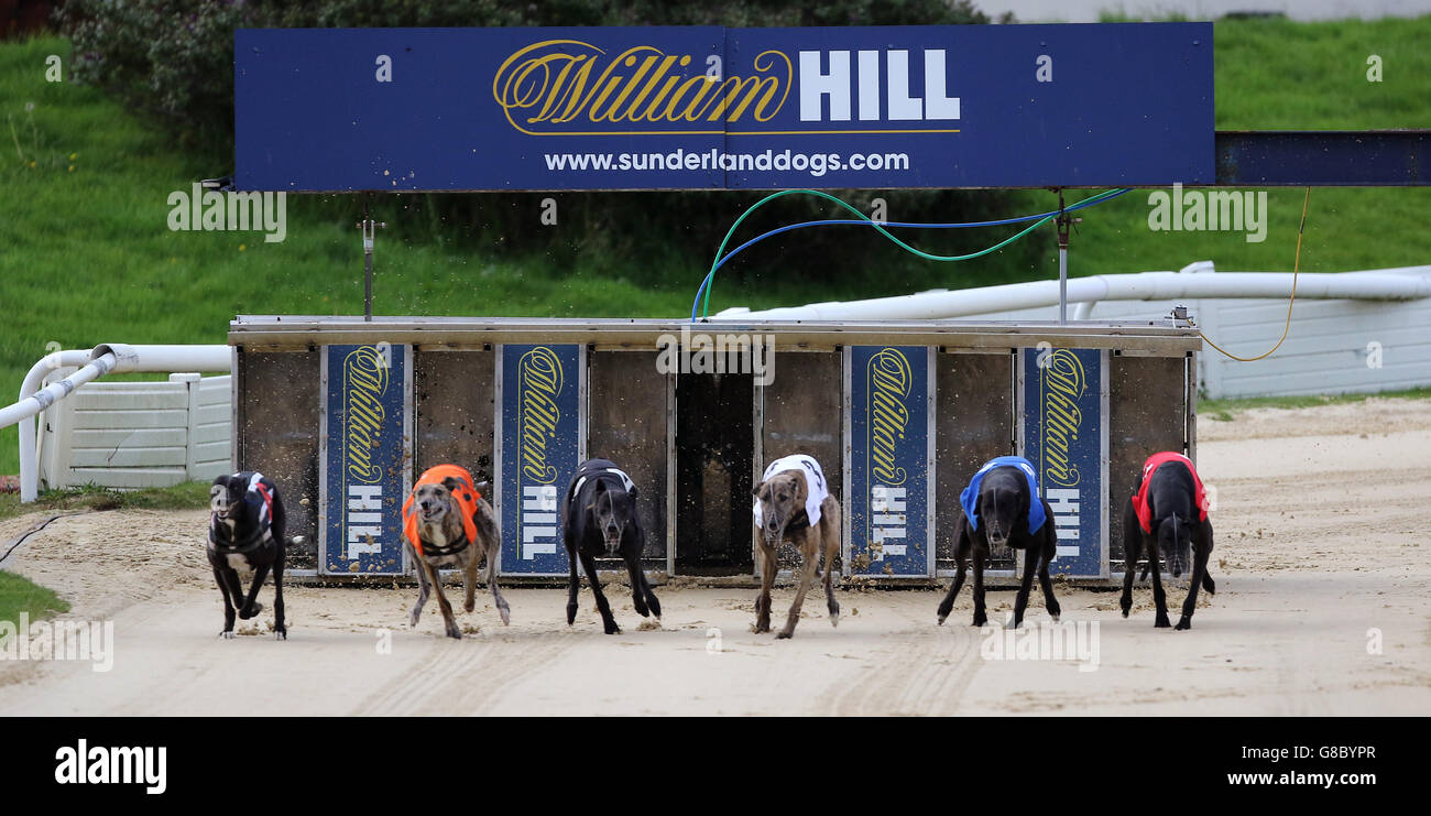 A general view of William Hill branding as dogs leave the starting ...