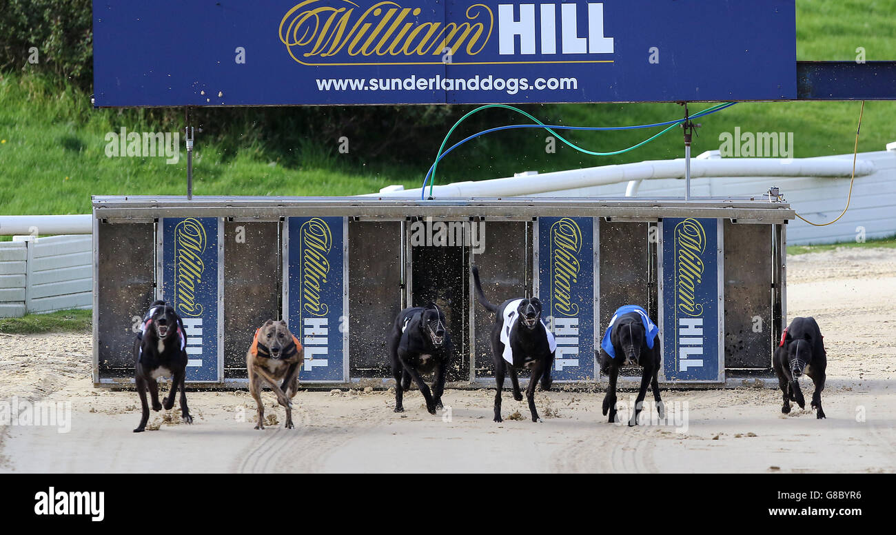 Greyhound Racing - Sunderland Greyhound Stadium Stock Photo - Alamy