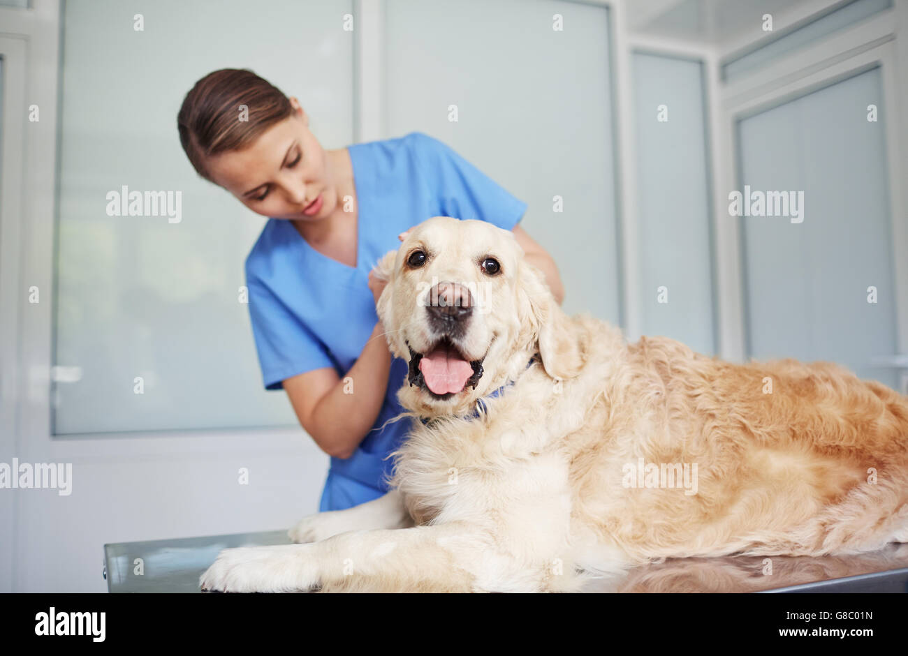 Veterinarian at work Stock Photo - Alamy
