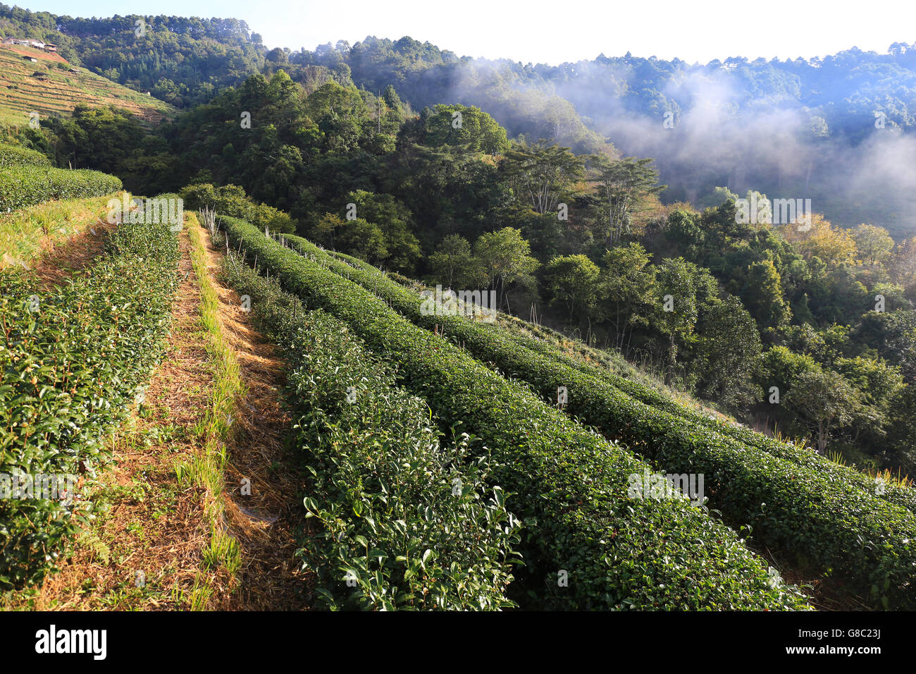 Green tea plantation landscape in north thailand Stock Photo - Alamy