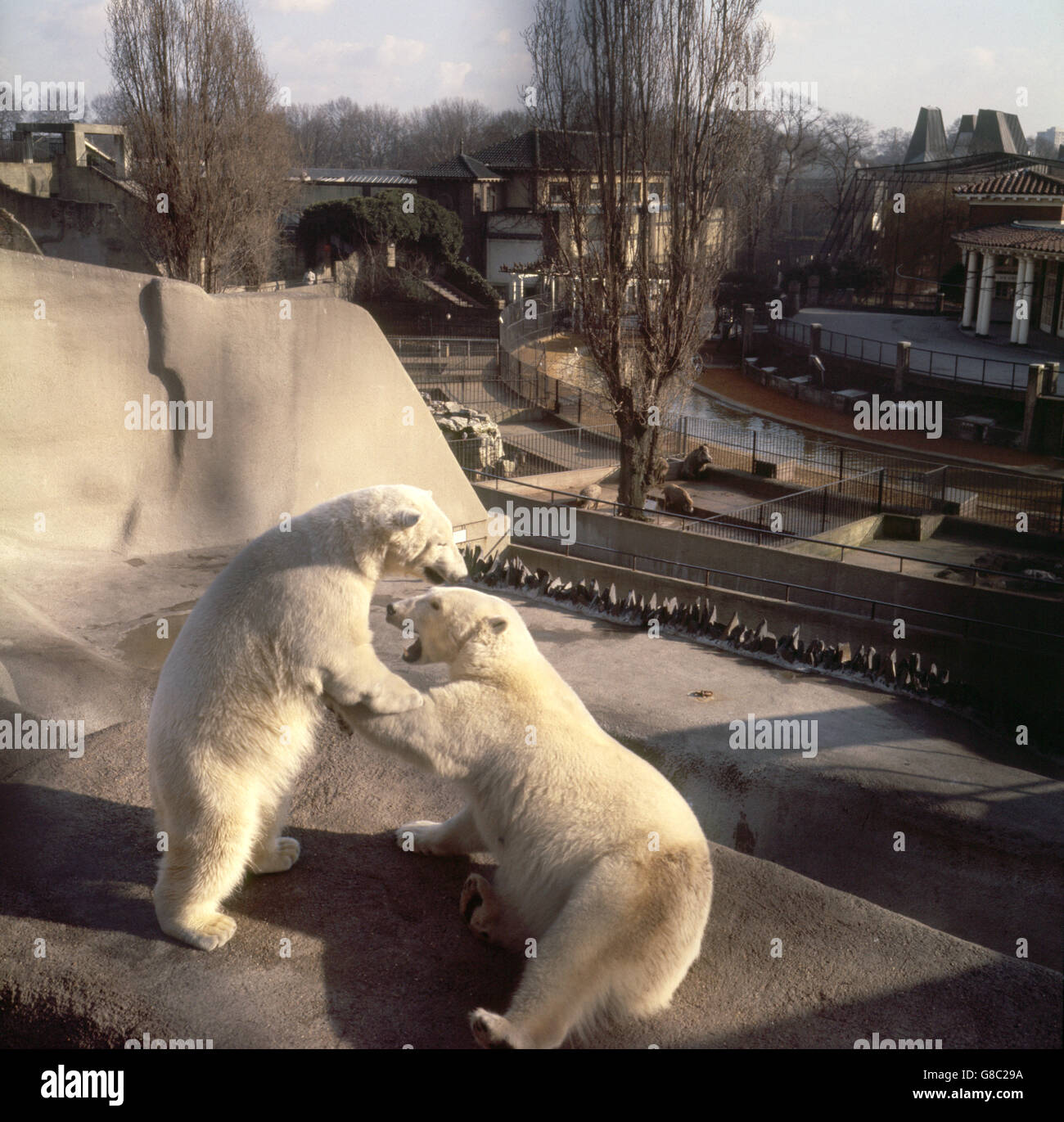 Animals - London Zoo - Regent's Park, London Stock Photo - Alamy