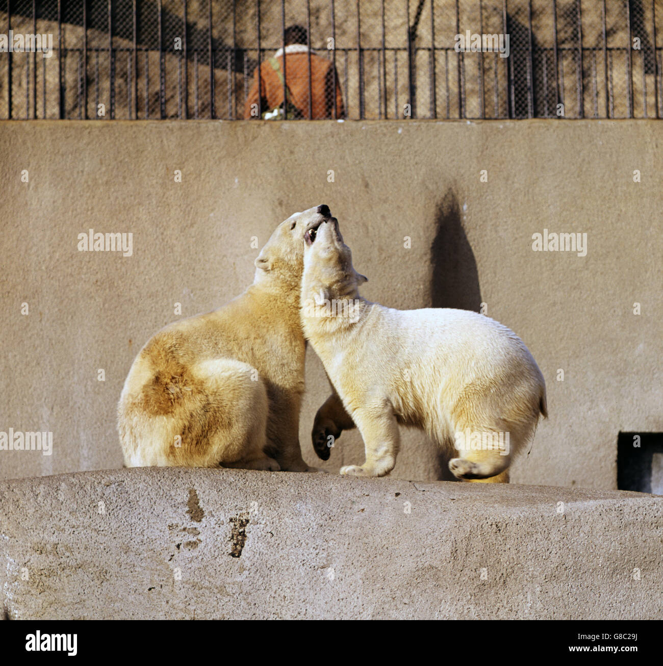 Pipaluk High Resolution Stock Photography and Images - Alamy