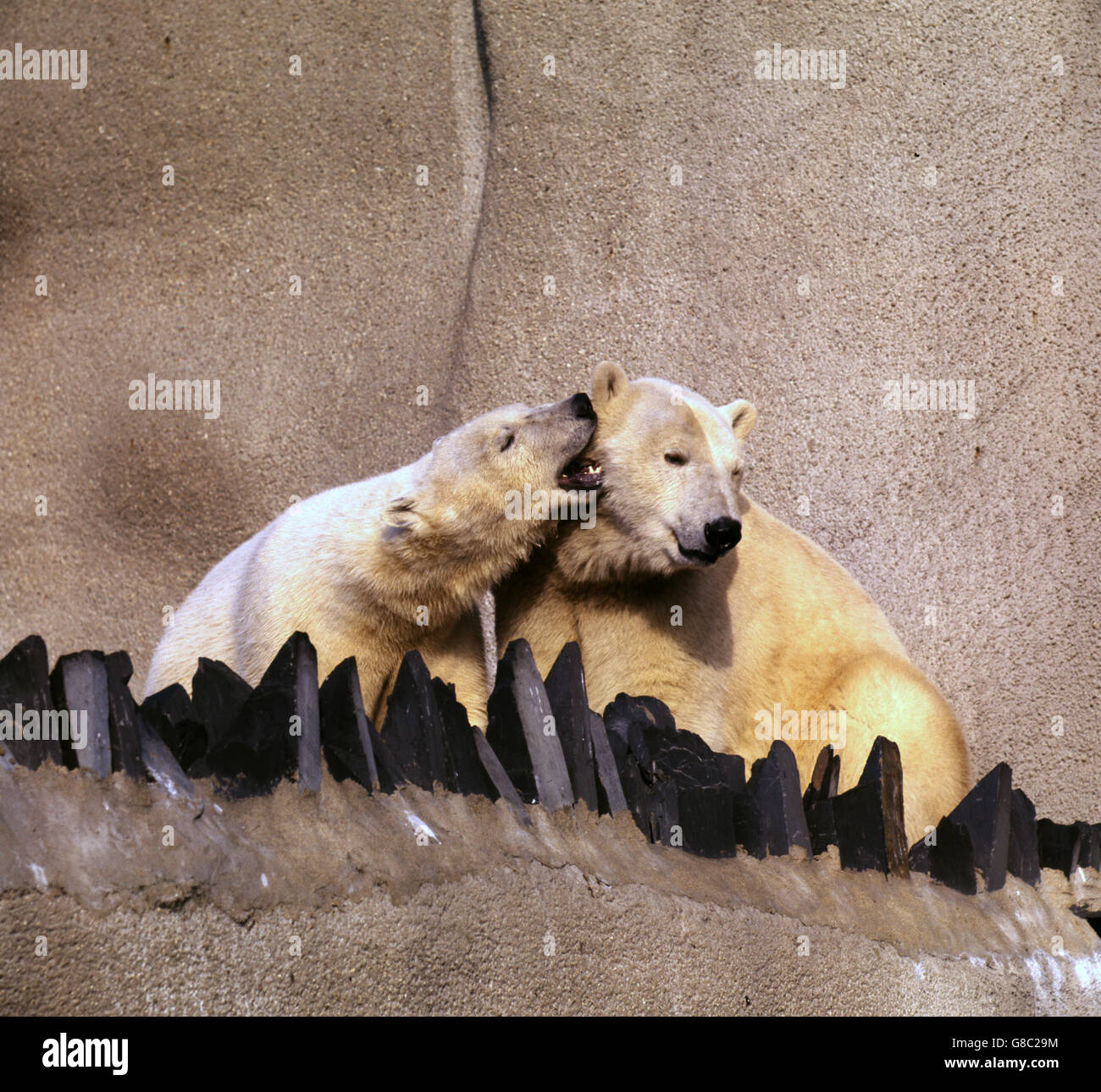 Animals - London Zoo - Regent's Park, London Stock Photo - Alamy