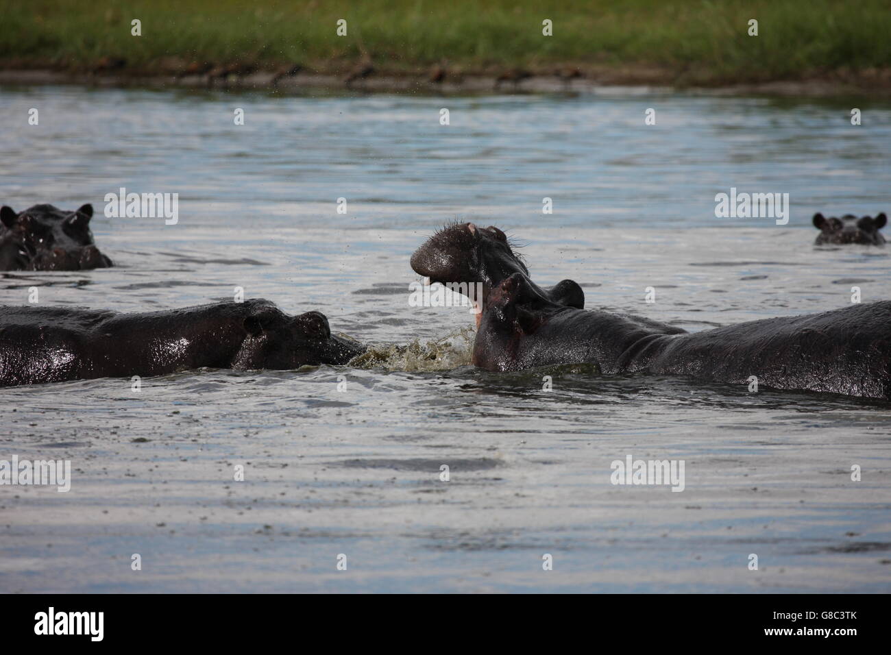 Wild Africa Botswana savannah African Hippo animal mammal Stock Photo ...
