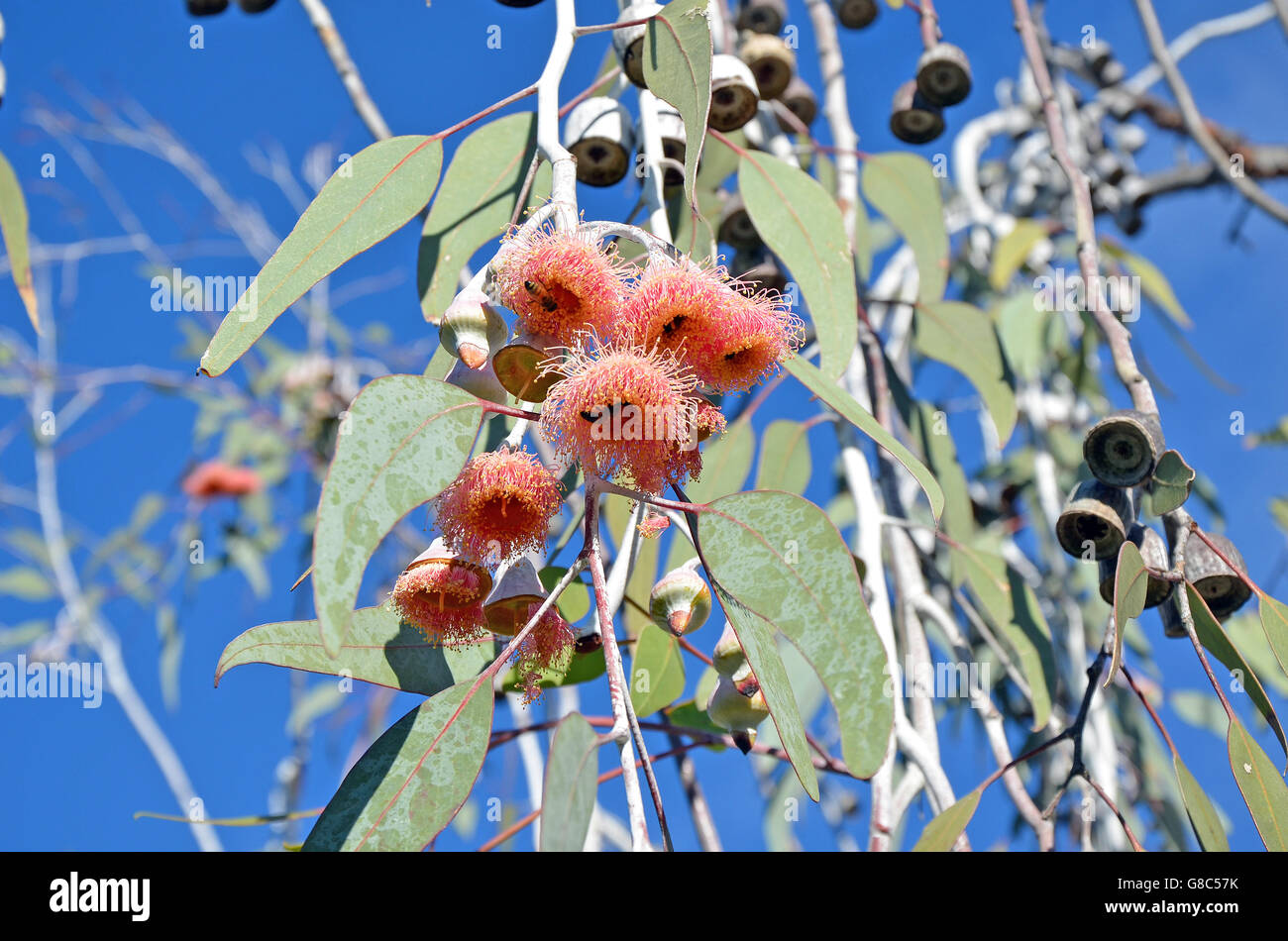 Australian eucalyptus gum leaves nuts High Resolution Stock Photography ...