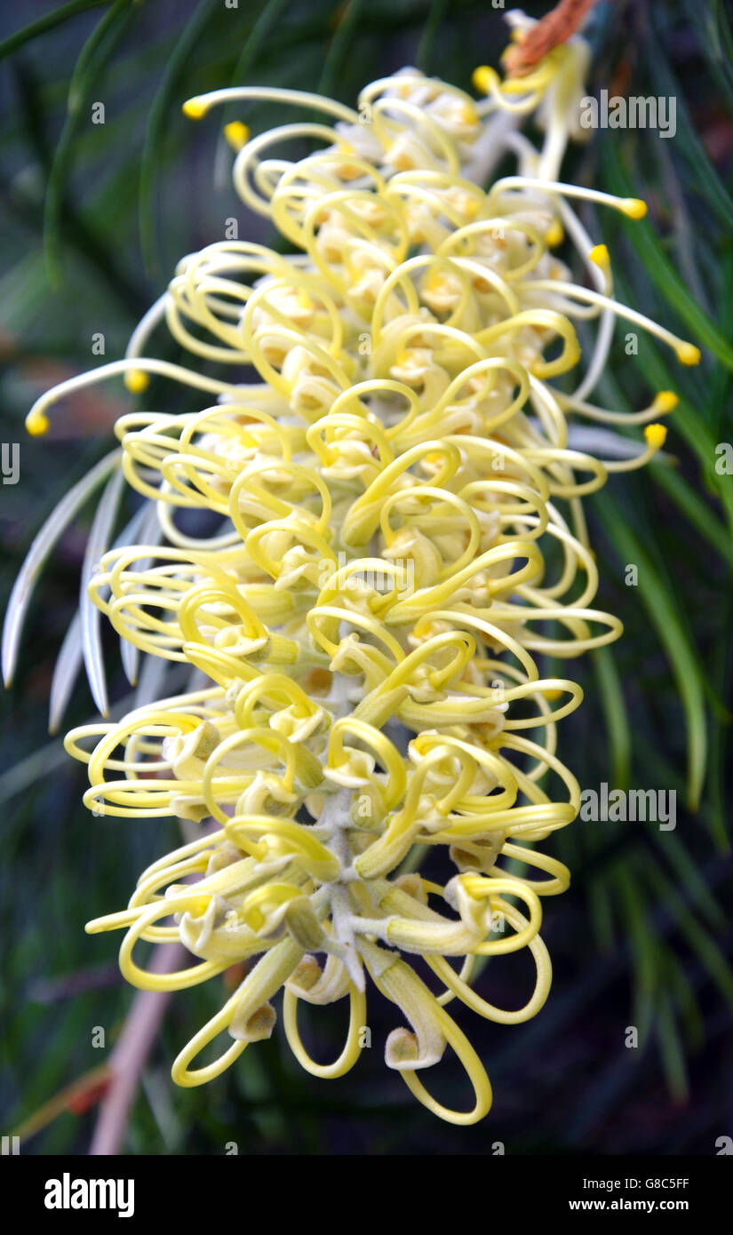 Curled flowers of a yellow Grevillea in the Australian bush Stock Photo ...