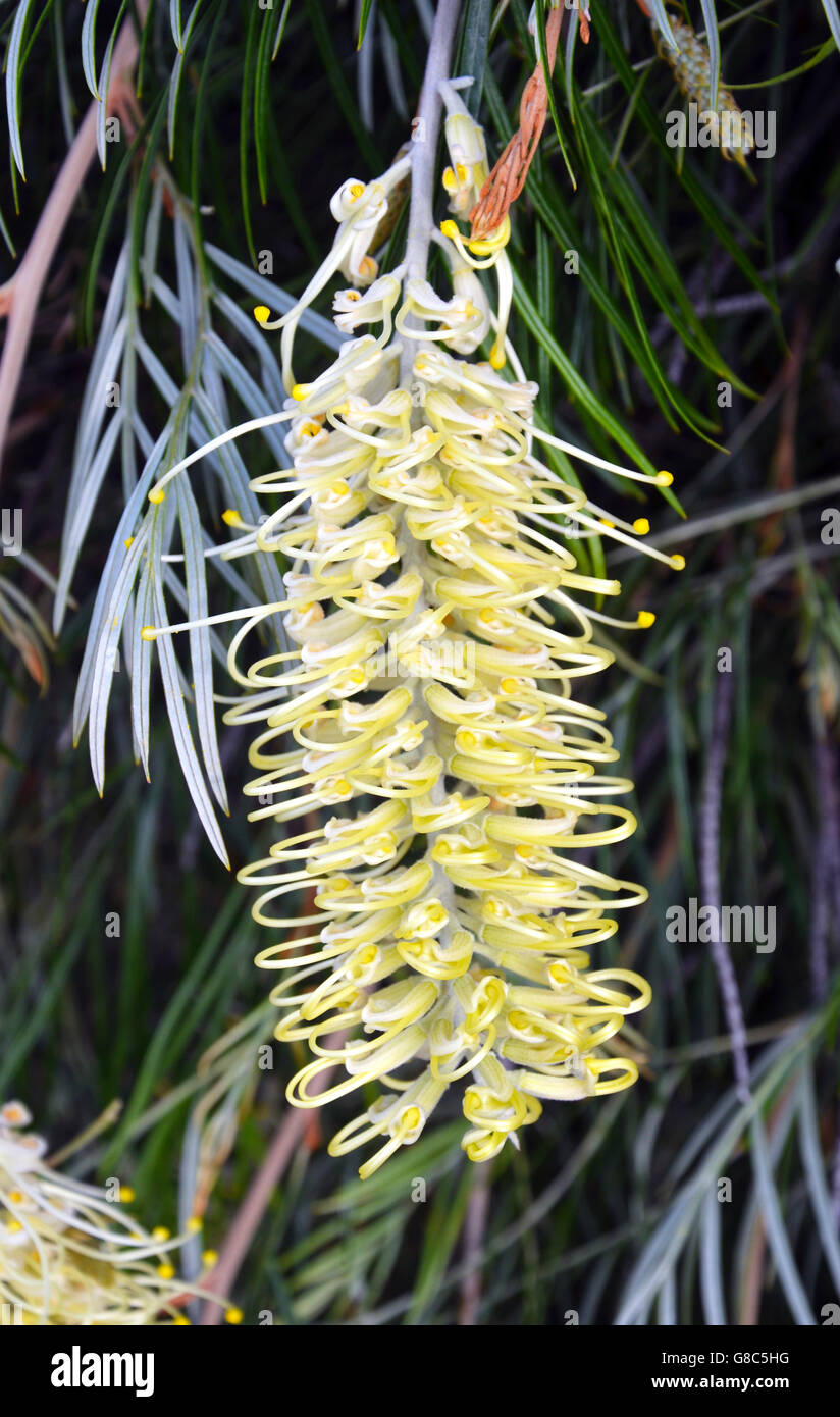 Yellow Grevillea in the Australian bush Stock Photo - Alamy