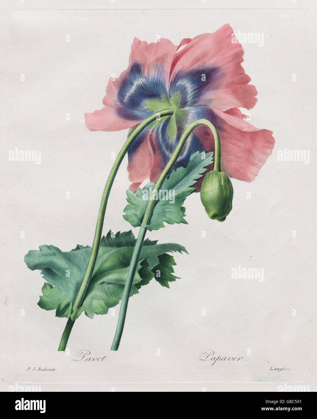 Pierre joseph redoute hi-res stock photography and images - Alamy