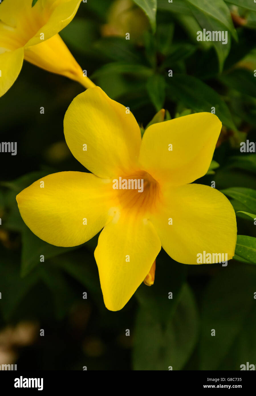 Yellowed nature hi-res stock photography and images - Alamy