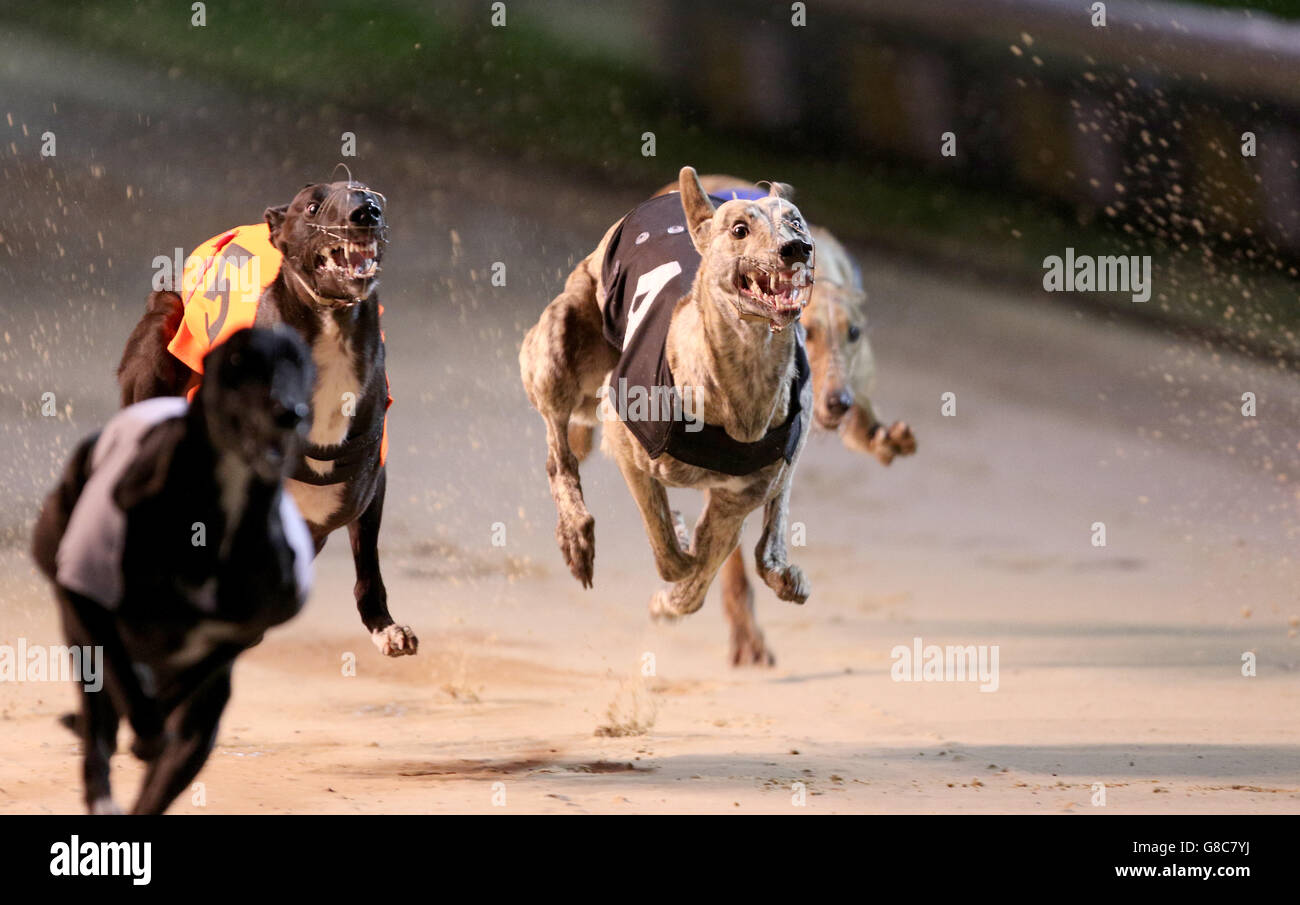 Newcastle greyhound stadium hi-res stock photography and images - Alamy