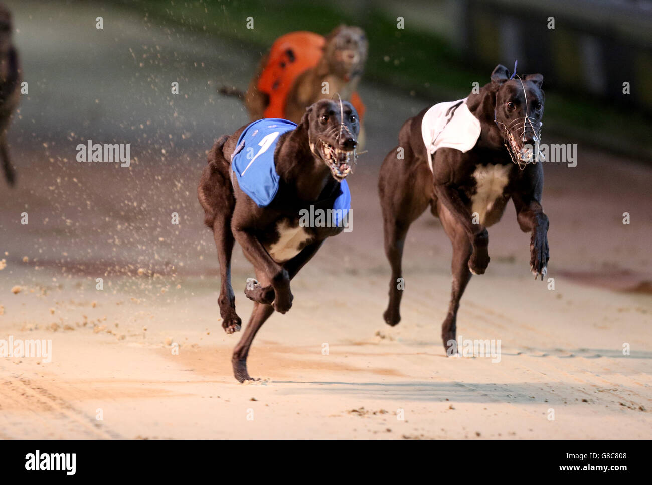 Greyhound Racing - The William Hill All England Cup Final - Newcastle ...