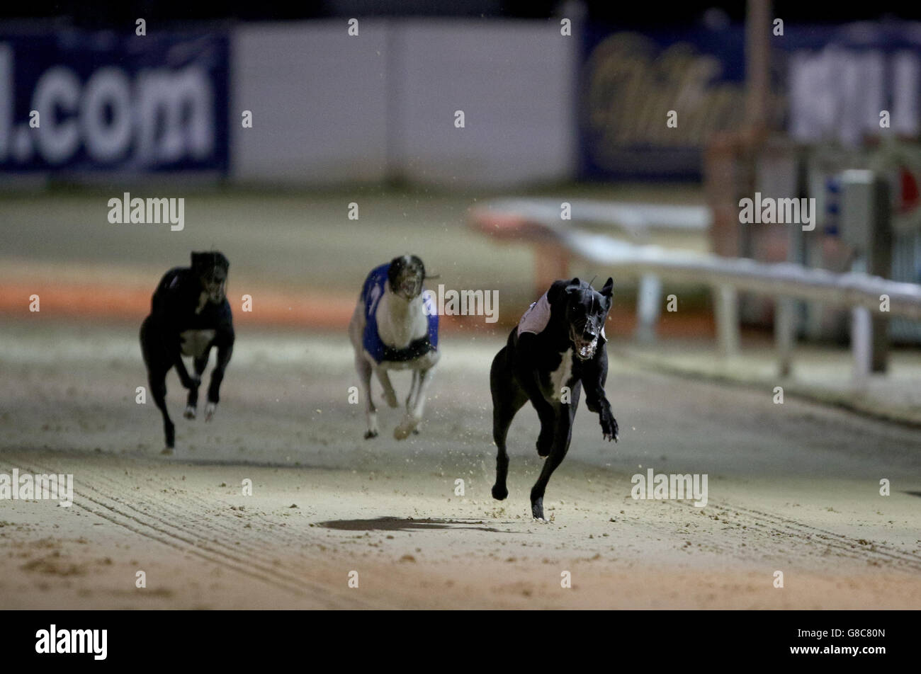 Greyhound Racing - The William Hill All England Cup Final - Newcastle ...