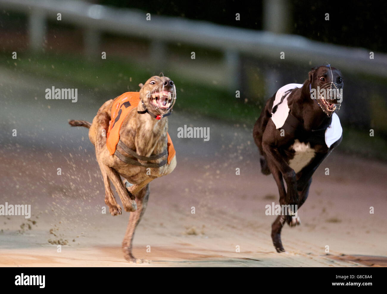 Greyhounds newcastle greyhound stadium hi-res stock photography and ...