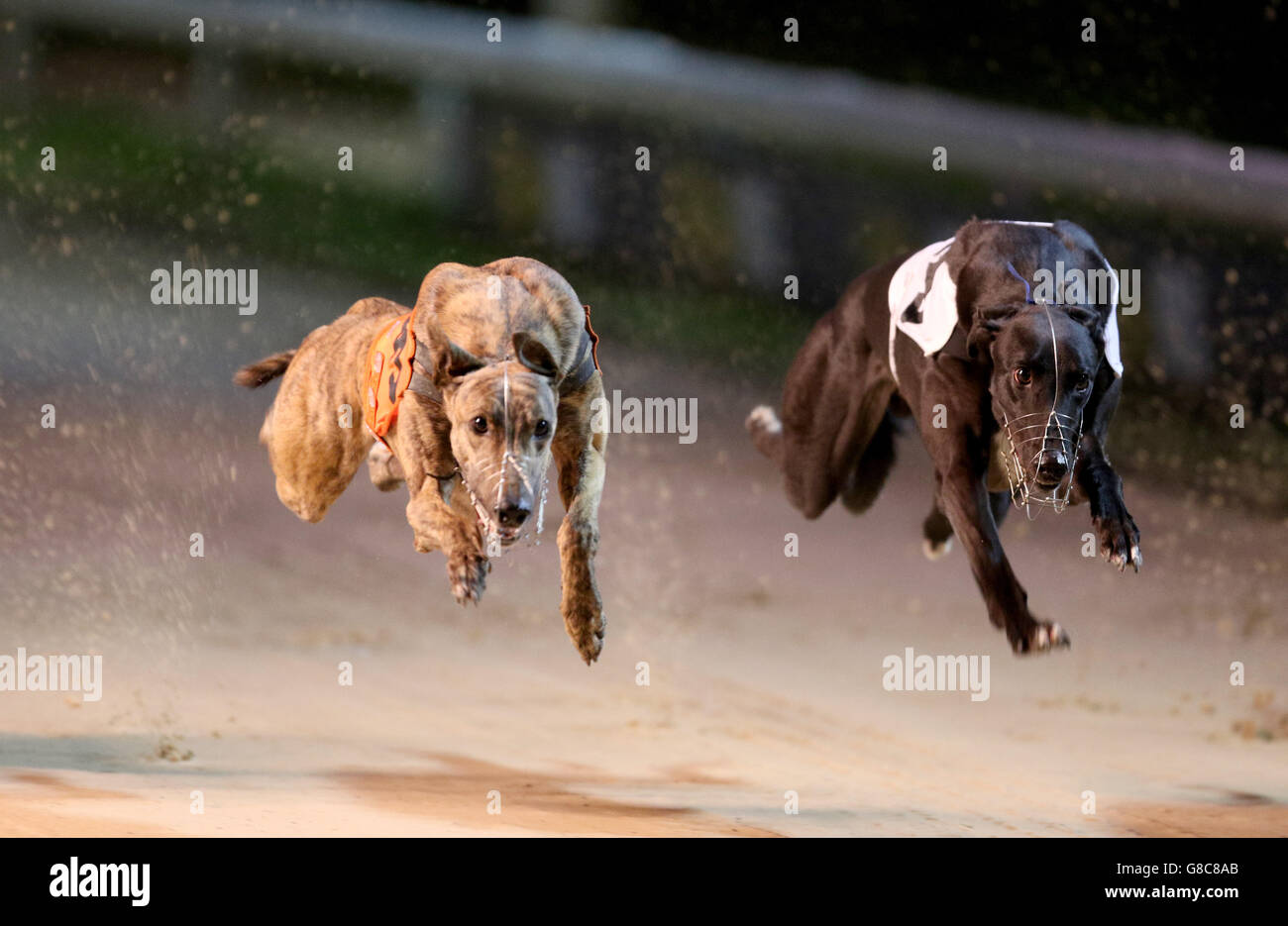 Greyhound Racing - The William Hill All England Cup Final - Newcastle ...