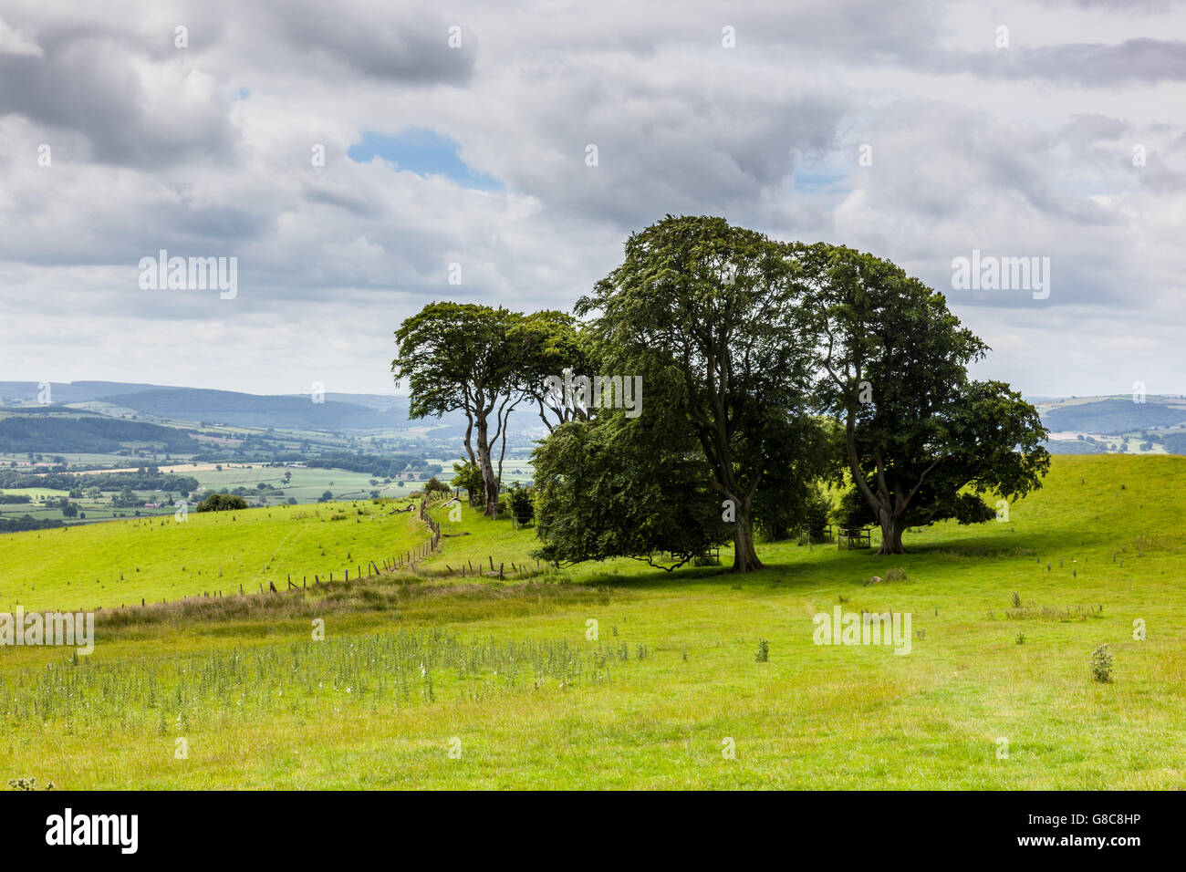 The Linley Beeches on Linley Hill near Norbury, near Bishop's Castle ...