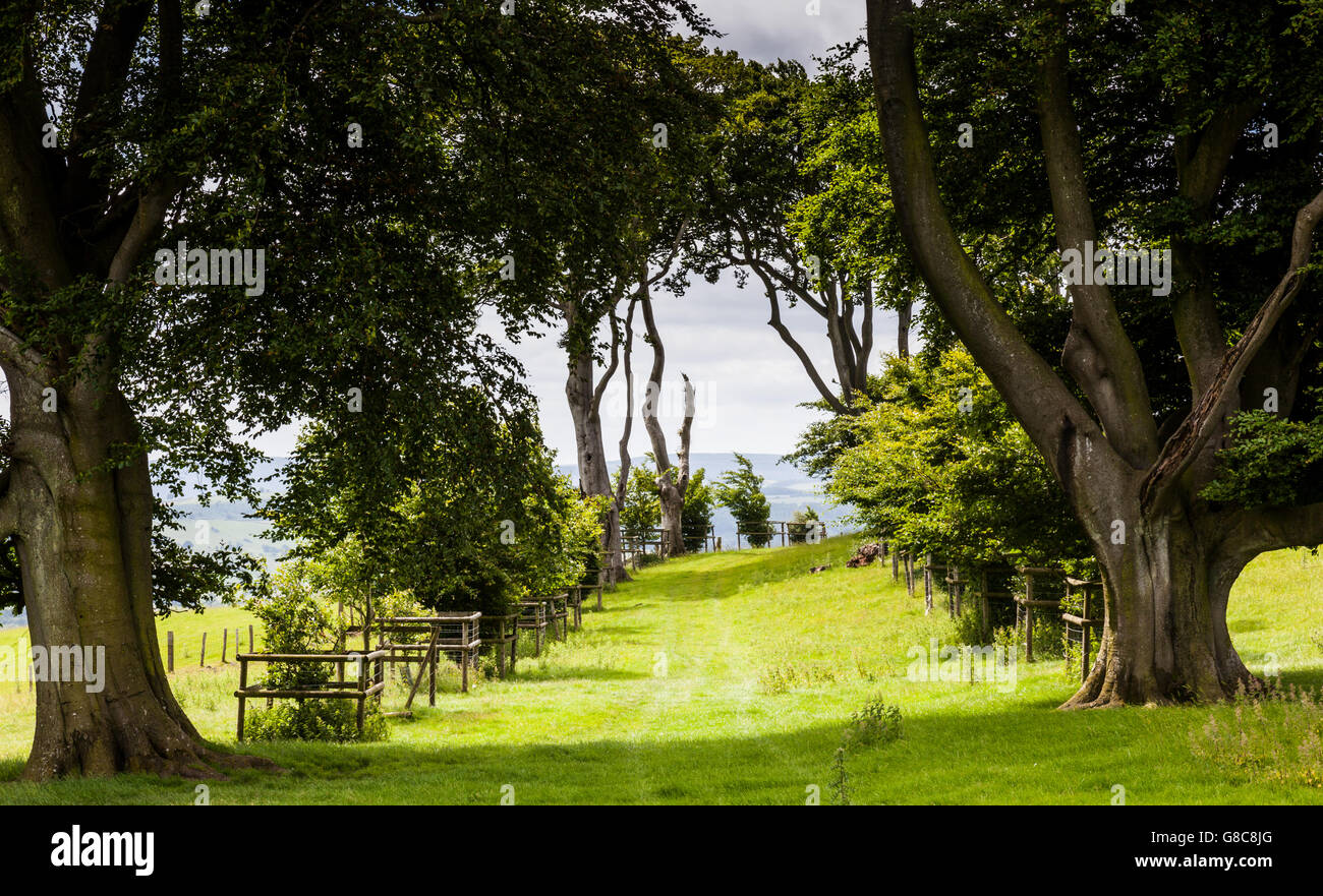 The Linley Beeches on Linley Hill near Norbury, near Bishop's Castle ...