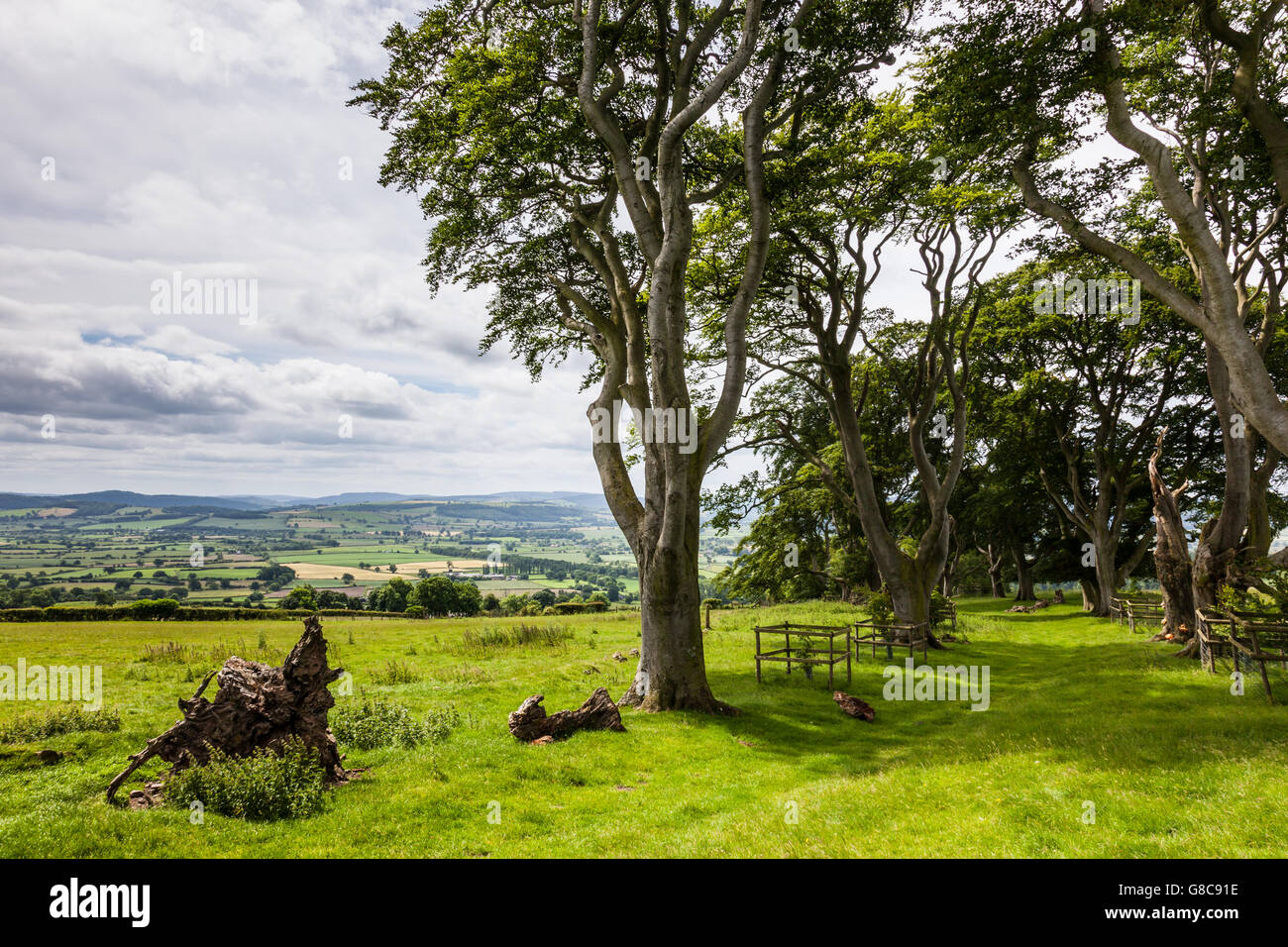 The Linley Beeches on Linley Hill near Norbury, near Bishop's Castle ...