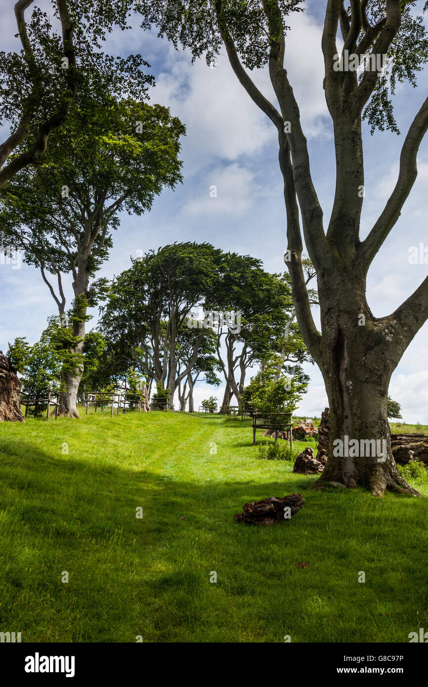 The Linley Beeches on Linley Hill near Norbury, near Bishop's Castle ...