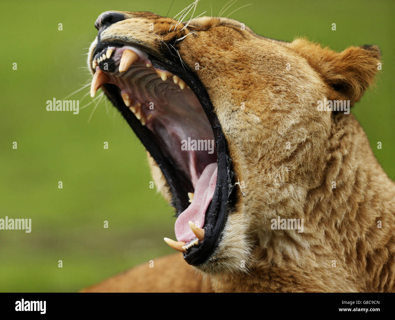 One of the four ex-circus lions check out their new environment on ...