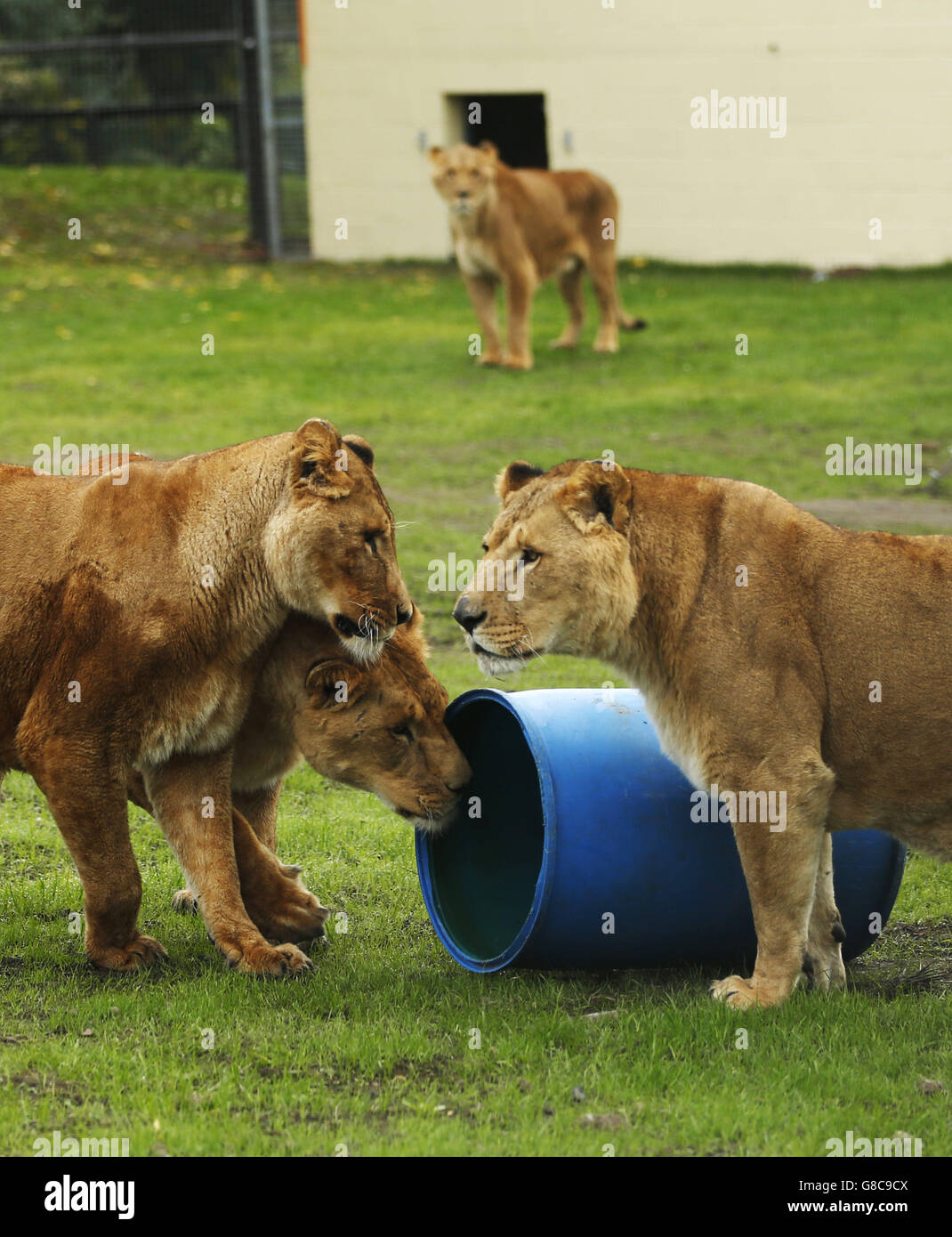 Four ex-circus lions arrive at the Five Sisters Zoo in West Lothian ...