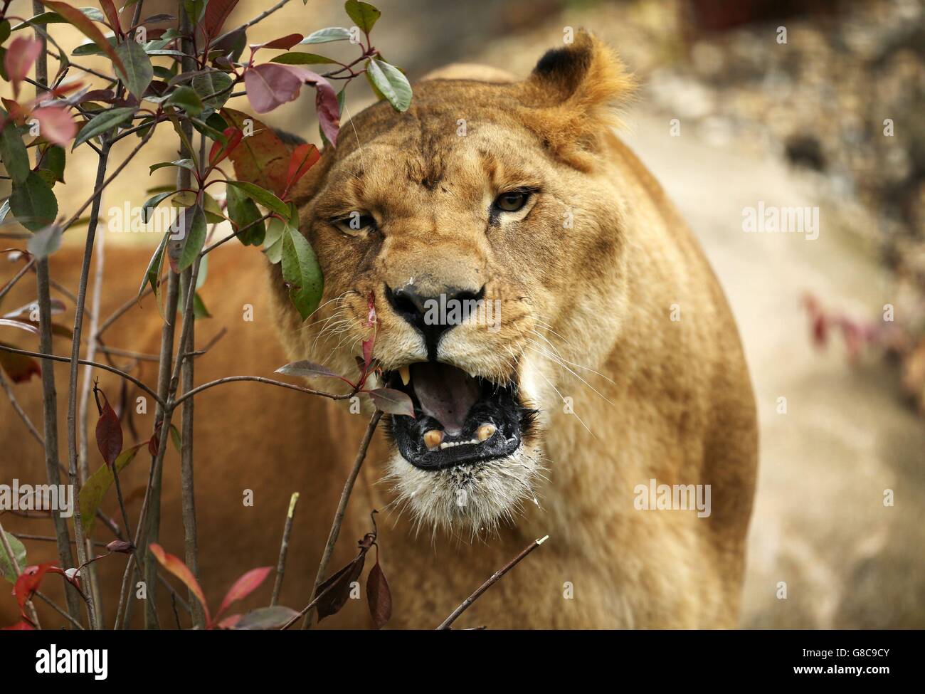 Ex-circus lions arrive at Five Sisters Zoo Stock Photo - Alamy
