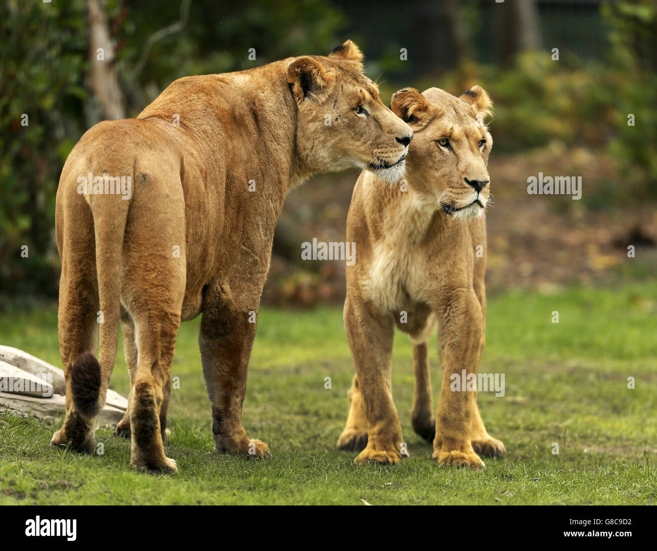 Ex-circus lions arrive at Five Sisters Zoo Stock Photo - Alamy