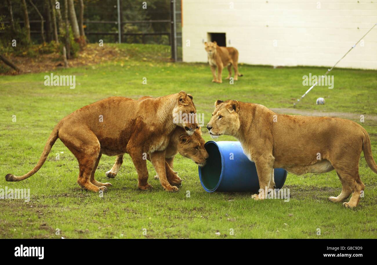 Ex-circus lions arrive at Five Sisters Zoo Stock Photo - Alamy