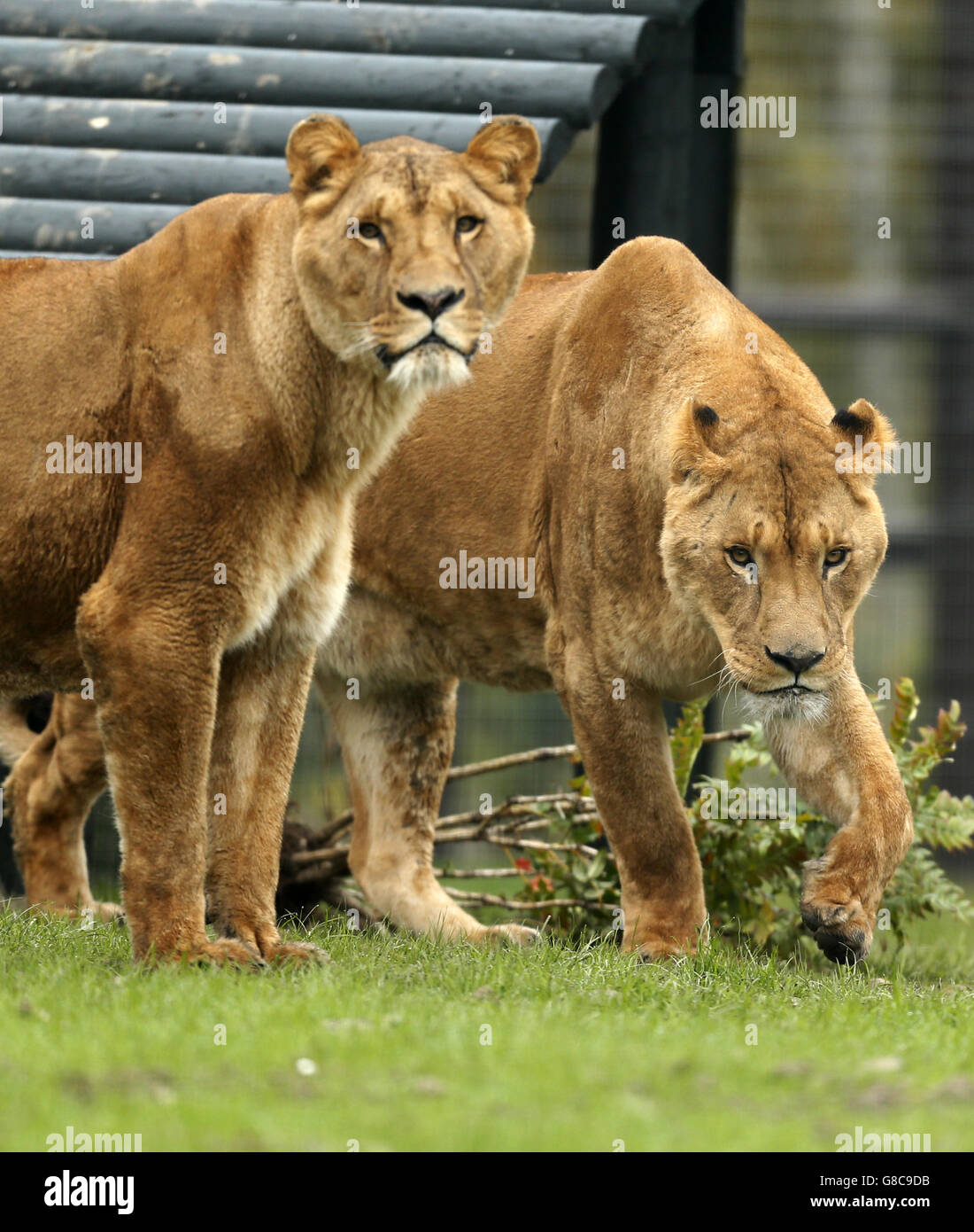 Two of the four ex-circus lions check out their new environment on ...