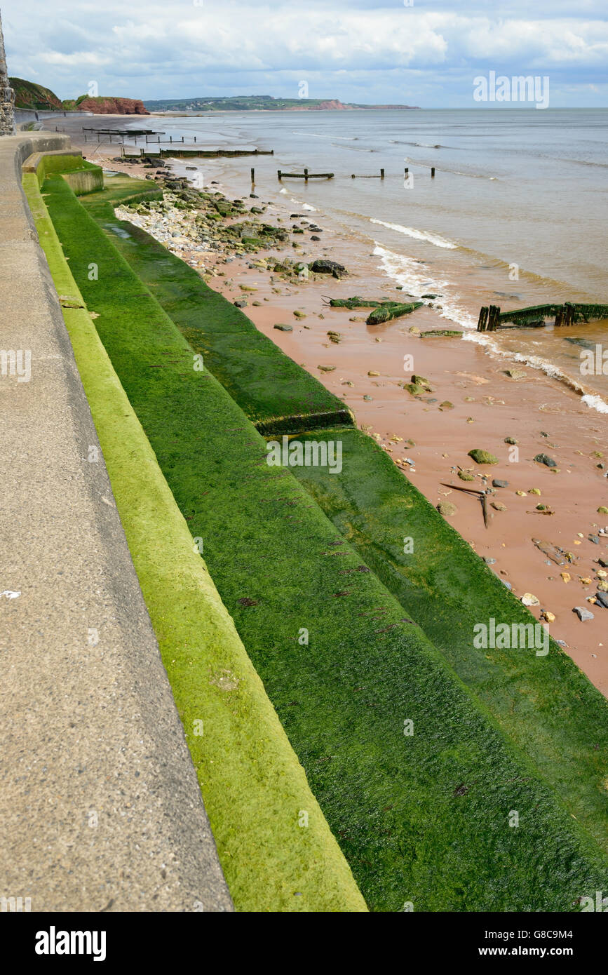 Sea wall covered in seaweed Stock Photo - Alamy