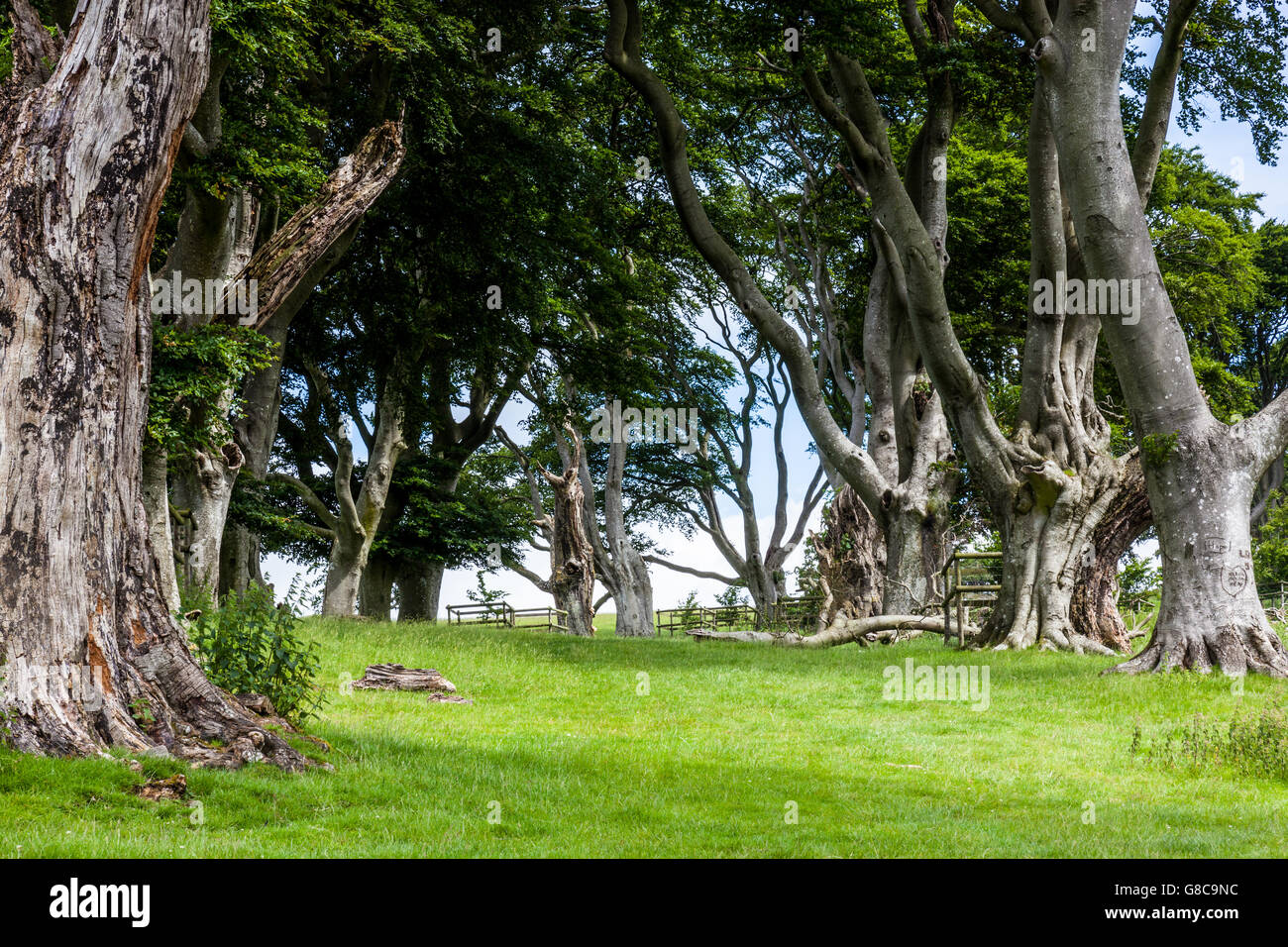 The Linley Beeches on Linley Hill near Norbury, near Bishop's Castle ...