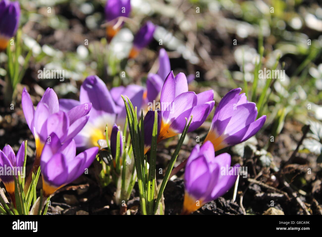 Crocus, purple, spring flower, signs of spring, Hampshire, UK Stock ...