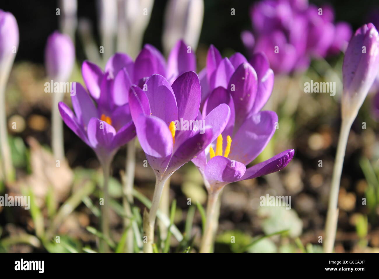 Crocus, purple, spring flower, signs of spring, Hampshire, UK Stock ...