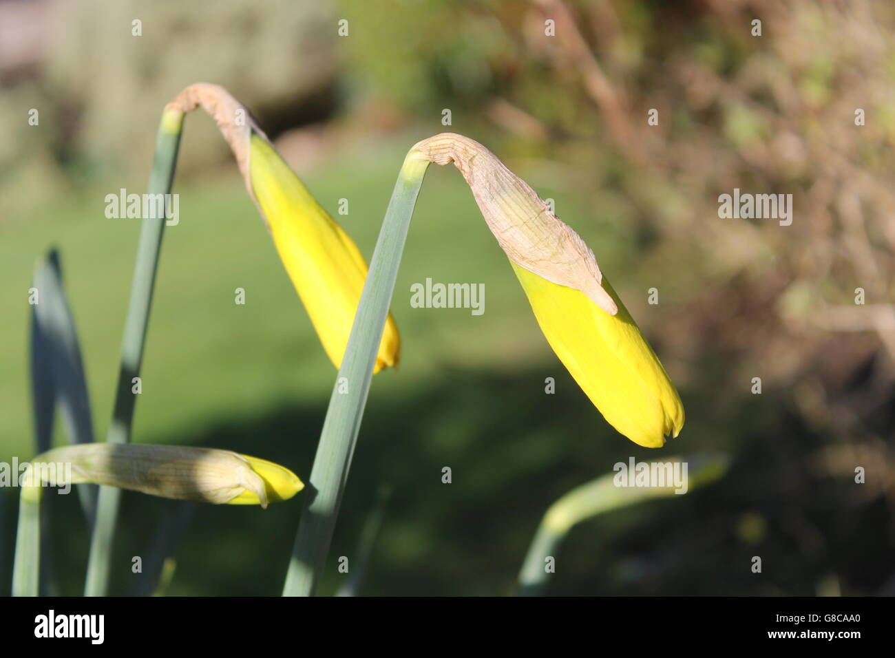 Daffodil bud, traditional spring flower, British flower, signs of ...